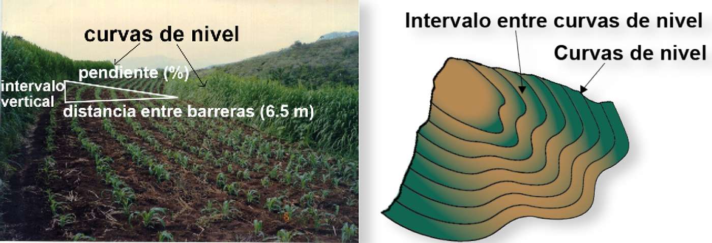 Cultivo en curvas de nivel y barreras vivas para pequeños productores | ECHOcommunity.org